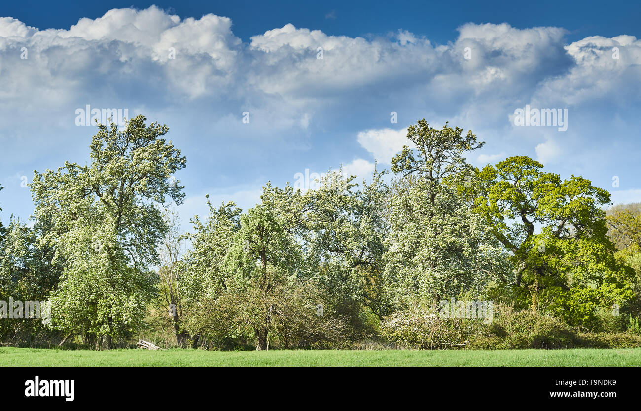 A traditional, organic ancient pear and apple orchard in spring blossom ...