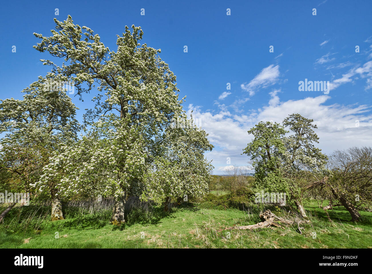 A traditional, organic ancient pear and apple orchard in spring blossom ...