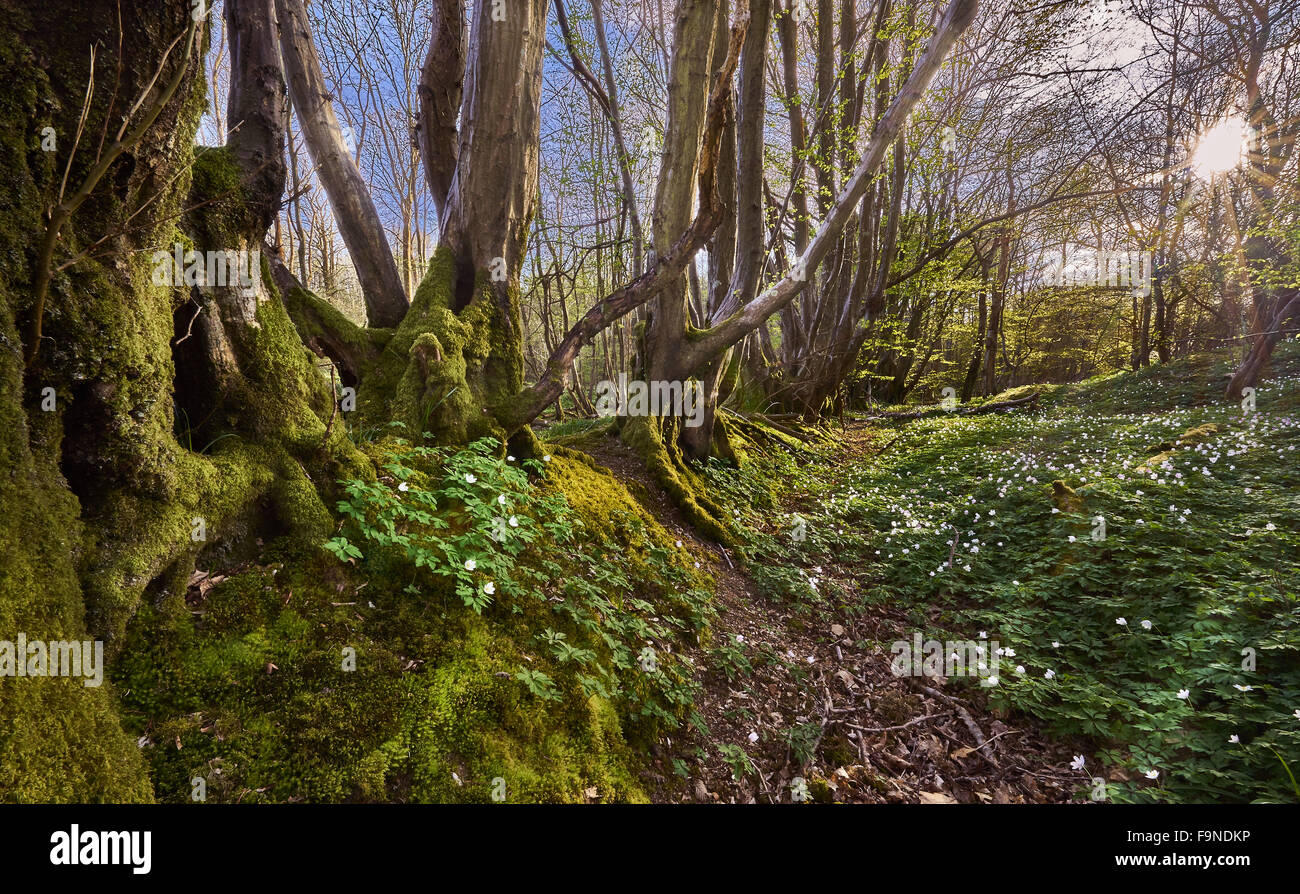 A mossy ancient woodland hedge bank in spring with Hornbeam and Wood ...