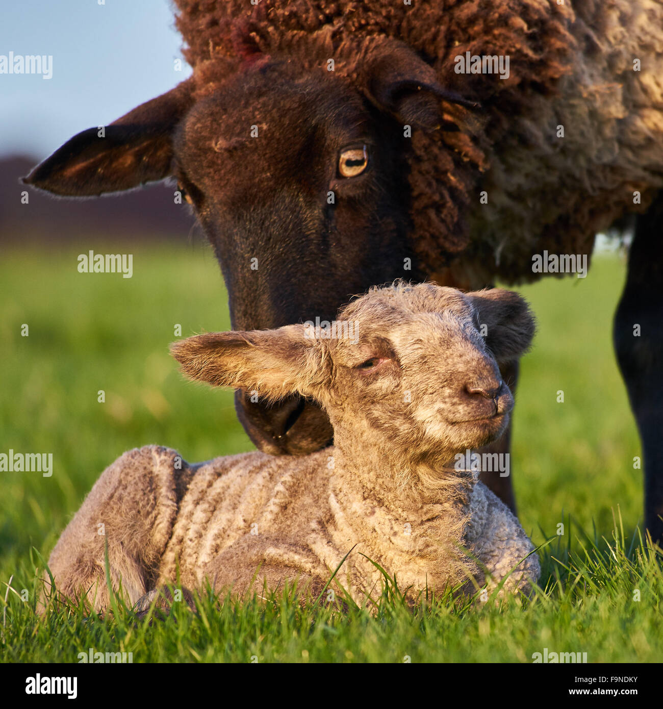 Mother Sheep Stock Photos & Mother Sheep Stock Images - Alamy