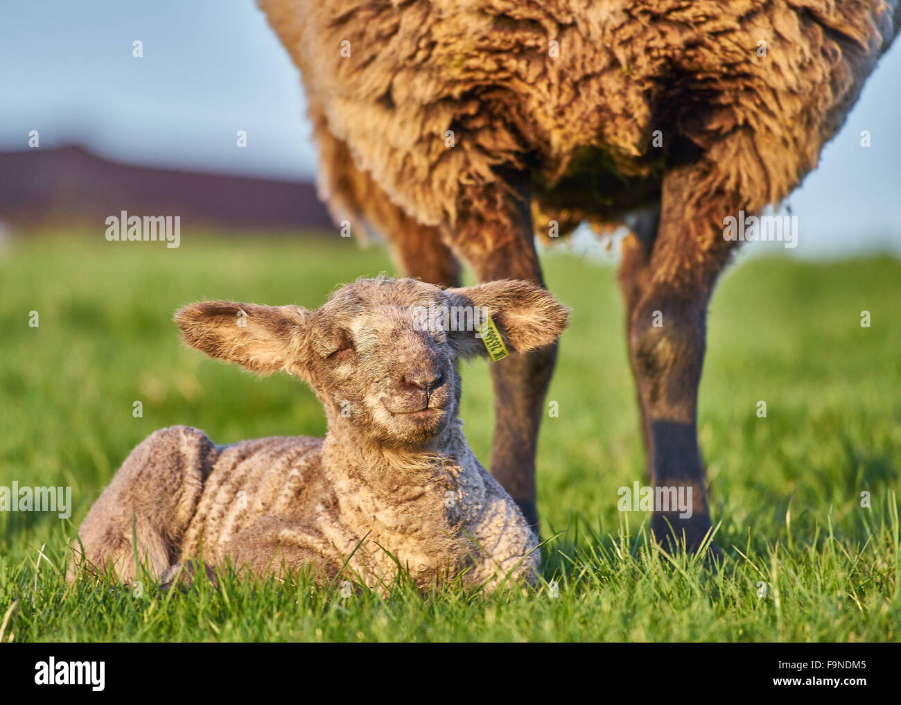 Two animals mother offspring hi-res stock photography and images - Alamy
