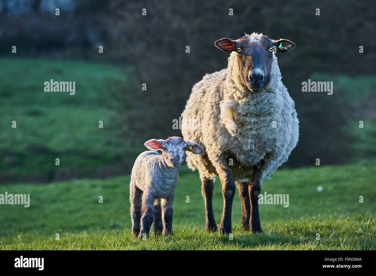 Mother with two big lambs hi-res stock photography and images - Alamy