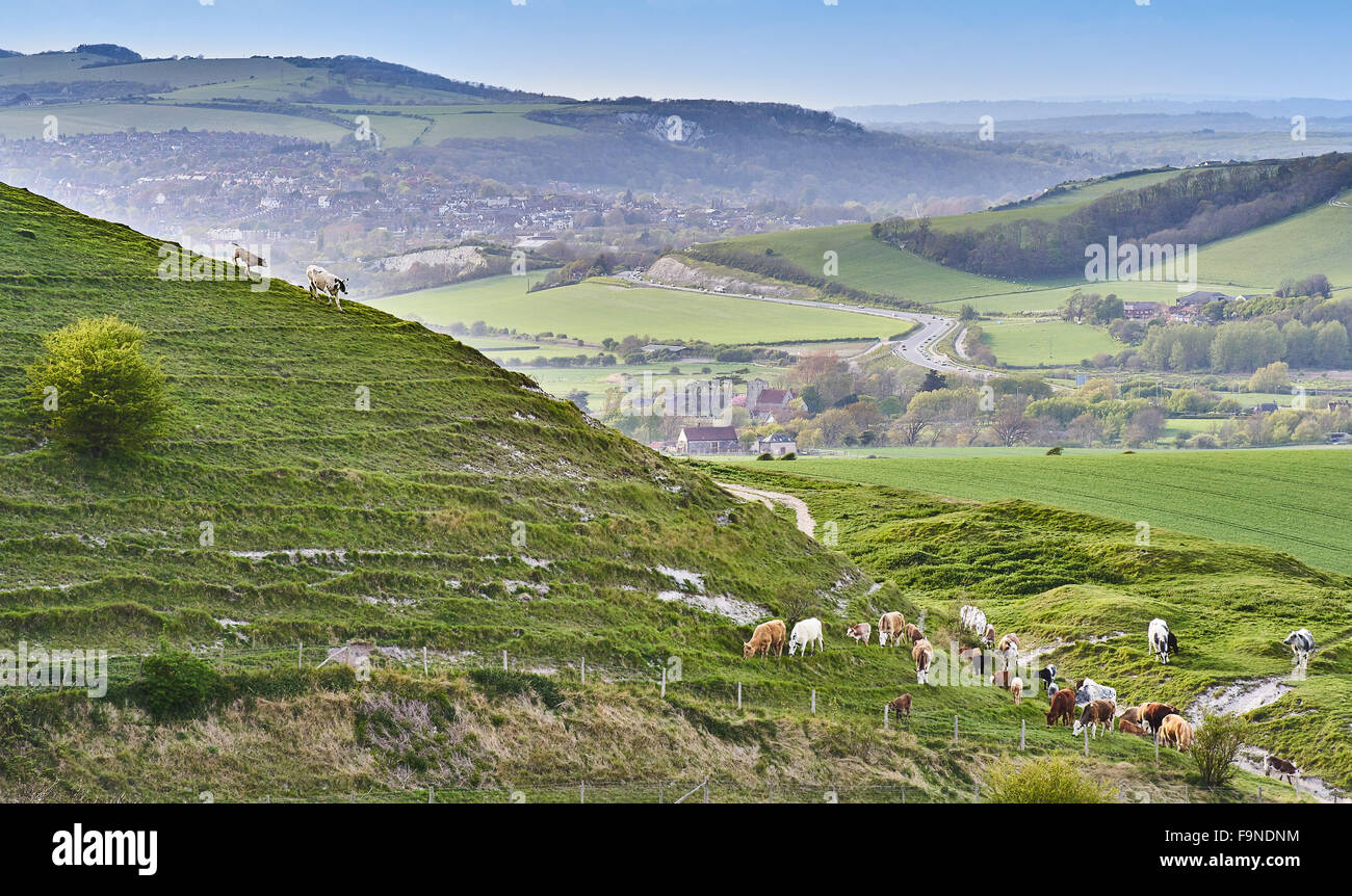 Cattle graze a steep chalk slope near Firle in the South Downs National ...