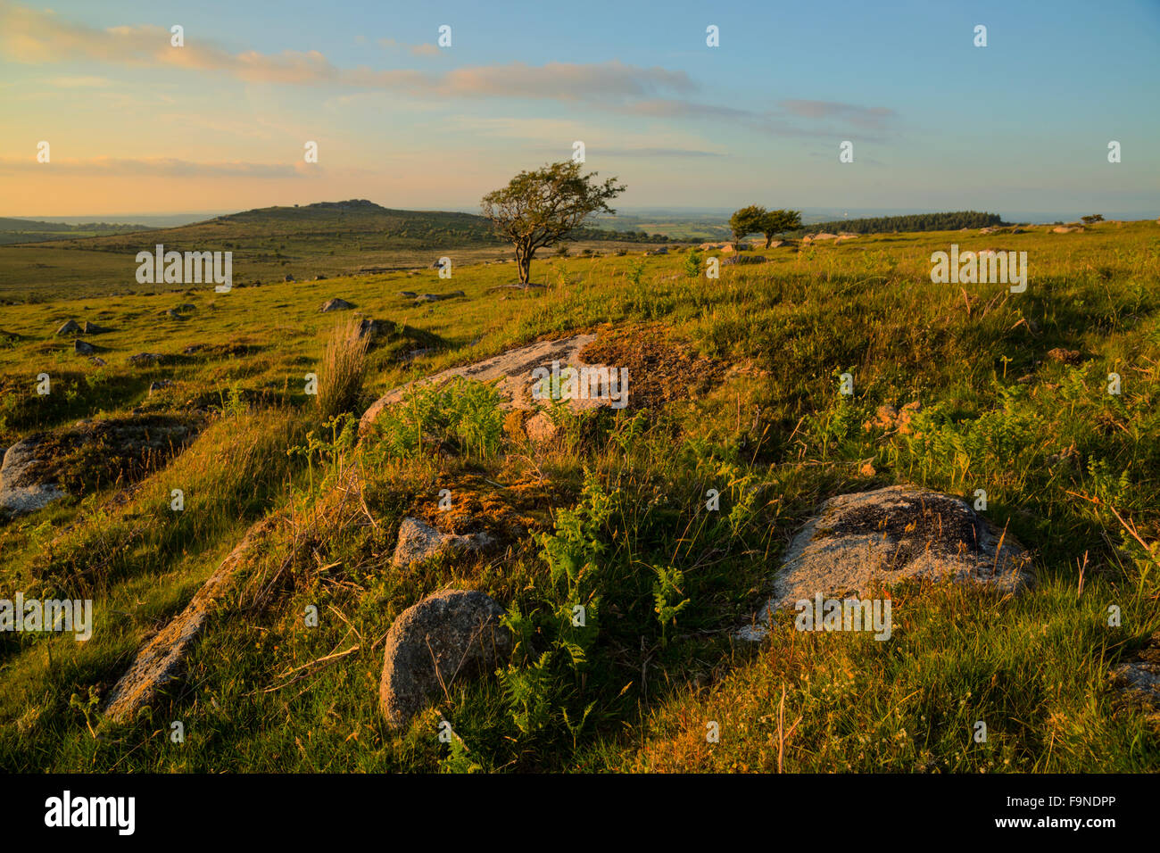 Warm evening light on Bodmin Moor in the distance is Hawk Tor Stock ...