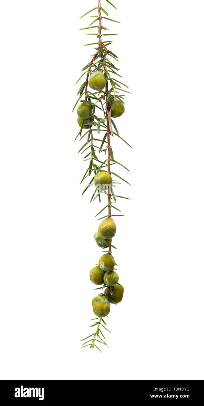 Juniperus cedrus, Canary Islands juniper, branches isolated on white ...