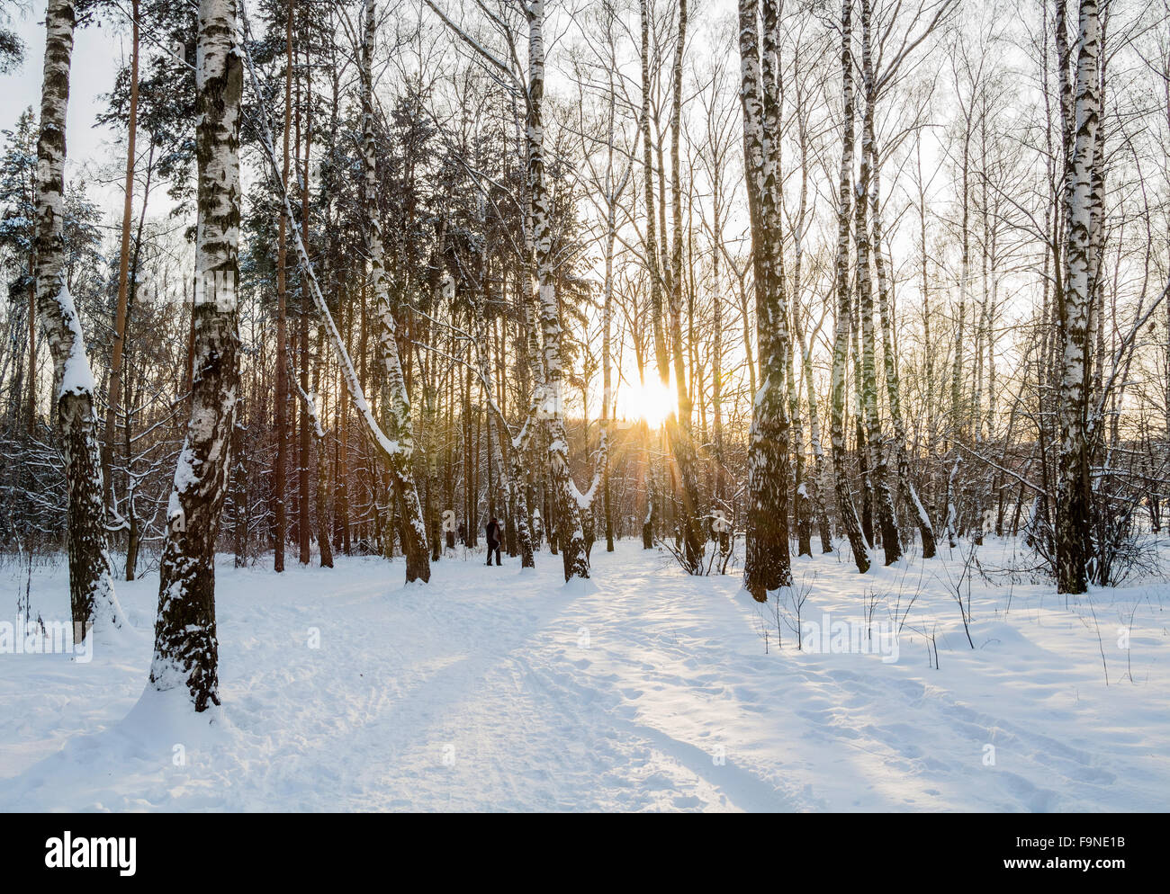 Winter forest in Moscow, Russia Stock Photo - Alamy