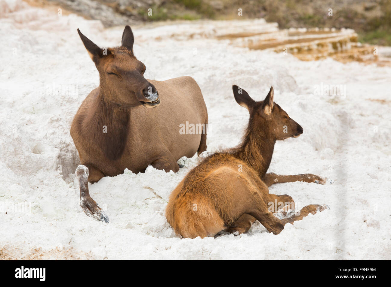 Pair of elk (Cervus canadensis) lying down and resting in lime deposits ...