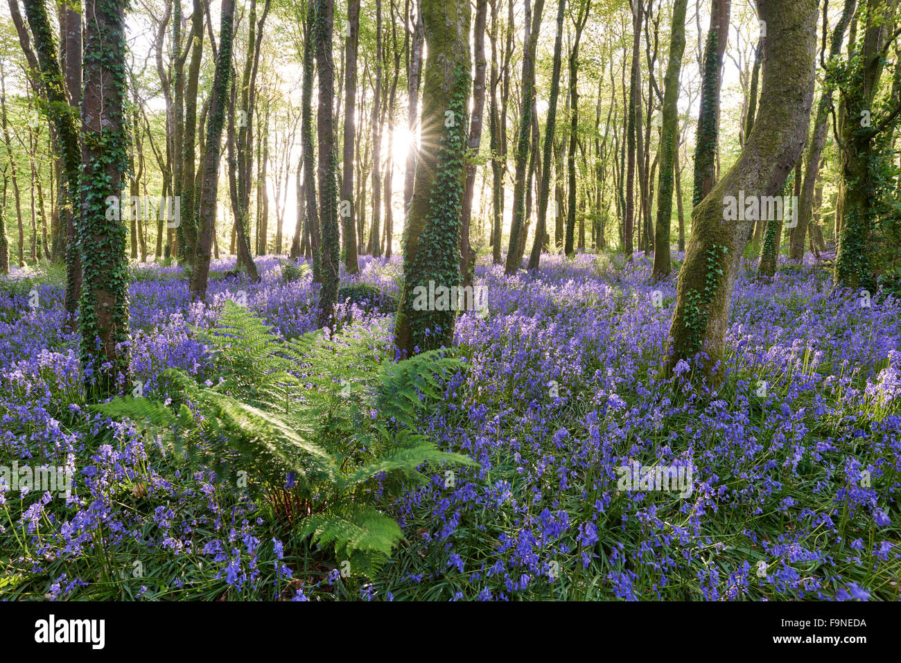 Sunlight shining between the trees and lighting up the bluebells on the ...