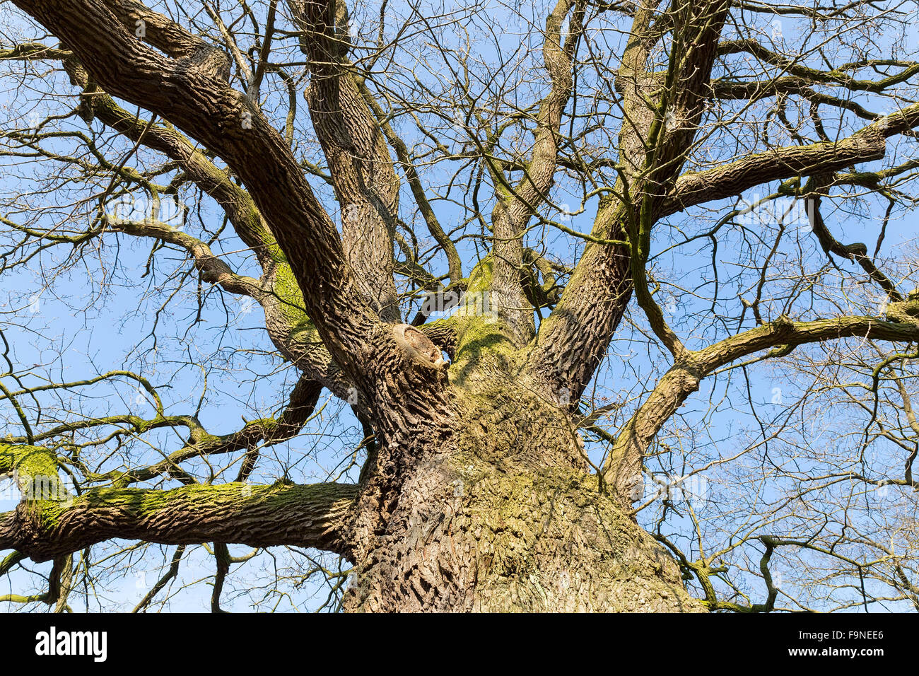 Bare leafless oak tree in hibernation view from below with blue sky in ...