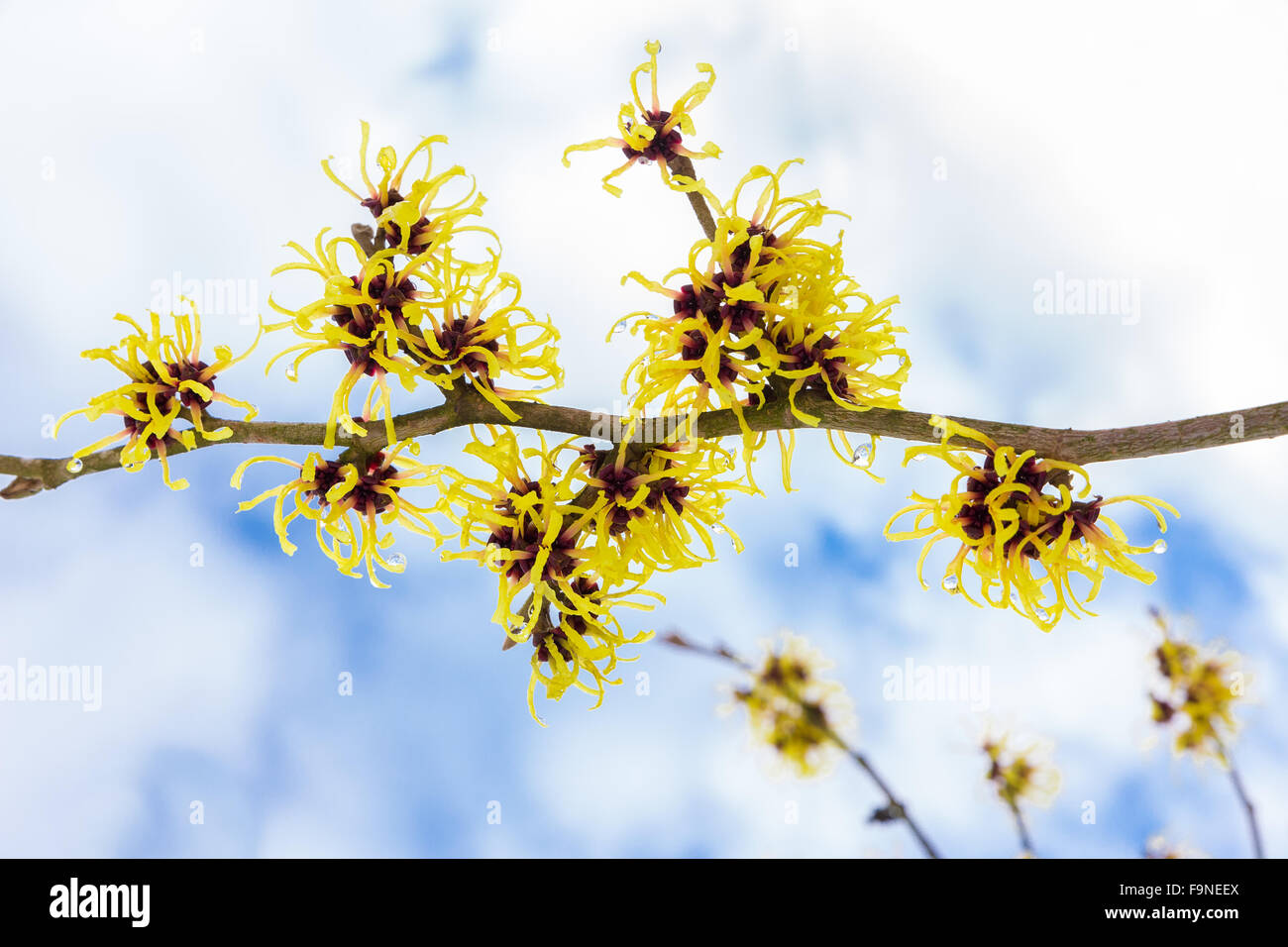 Yellow flowers and blue sky hi-res stock photography and images - Alamy
