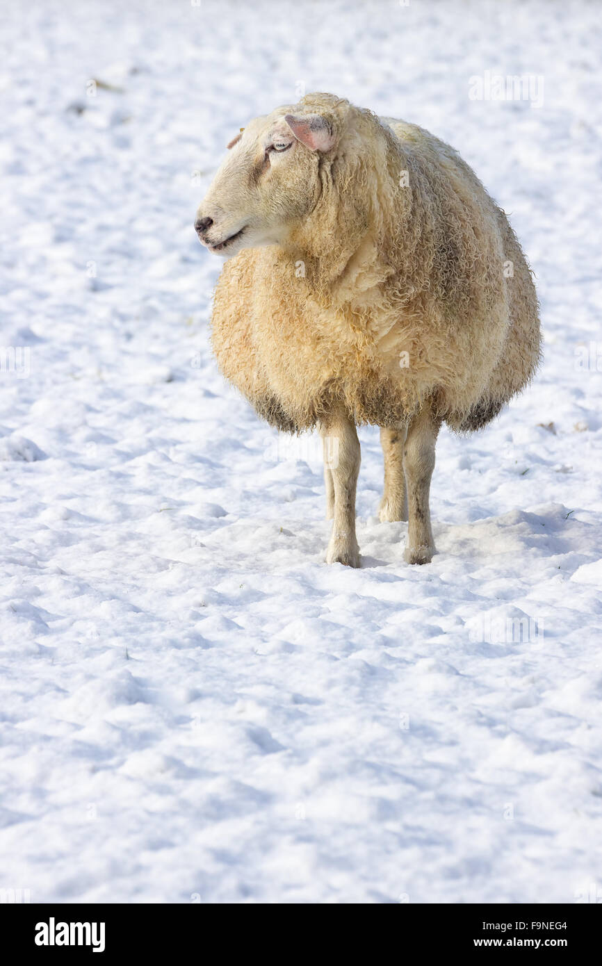 One sheep hi-res stock photography and images - Alamy