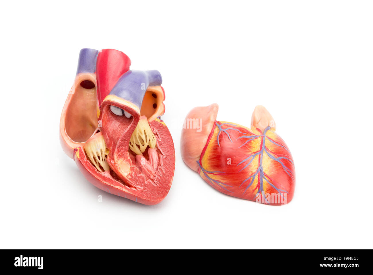 Open model of human heart showing internal construction isolated on ...