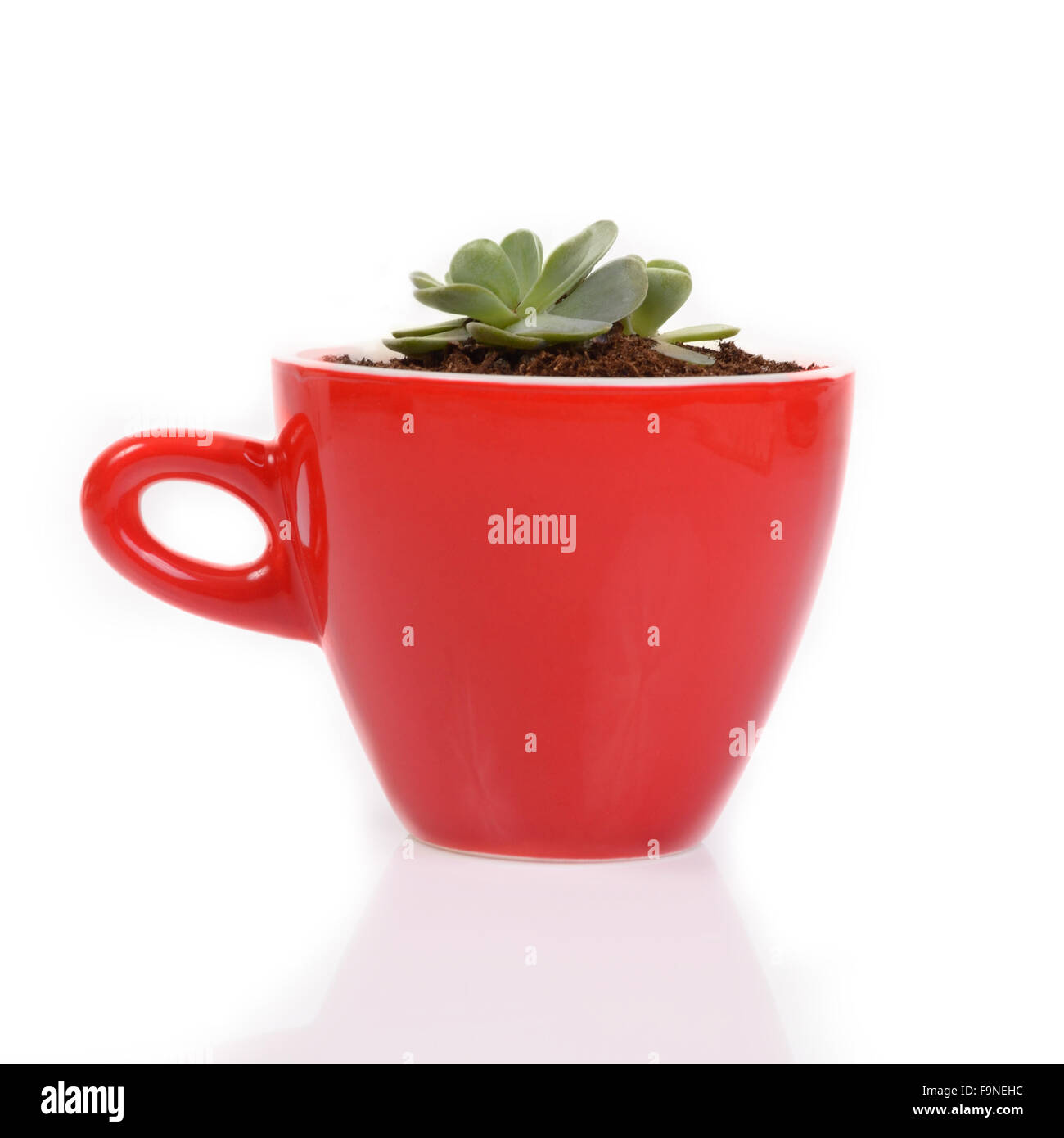 Small cactus in red ceramic cup on white background Stock Photo - Alamy