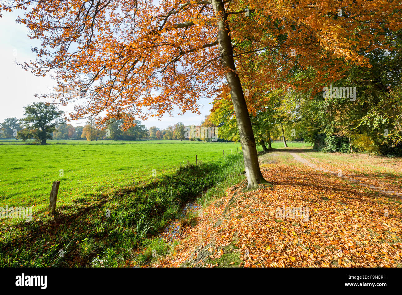 Rural autumn landscape with colored leaves and green meadow on sunny ...