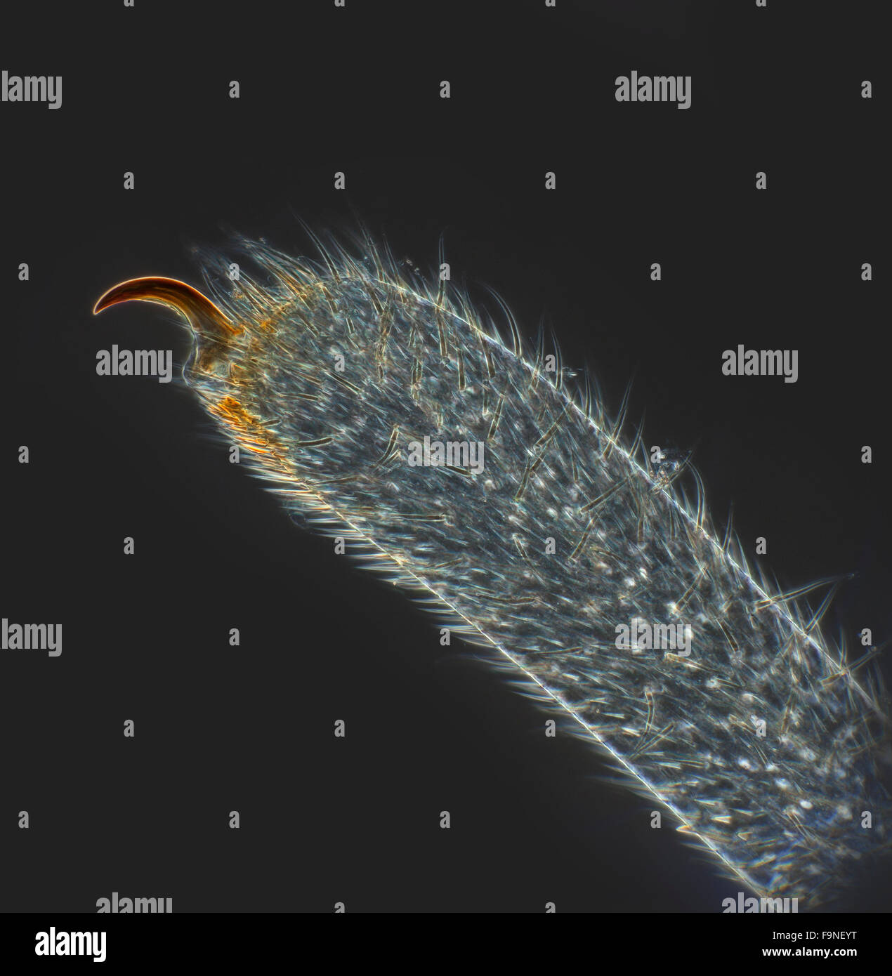 Darkfield photomicrograph of Harvestman spider Mitopus morio male ...