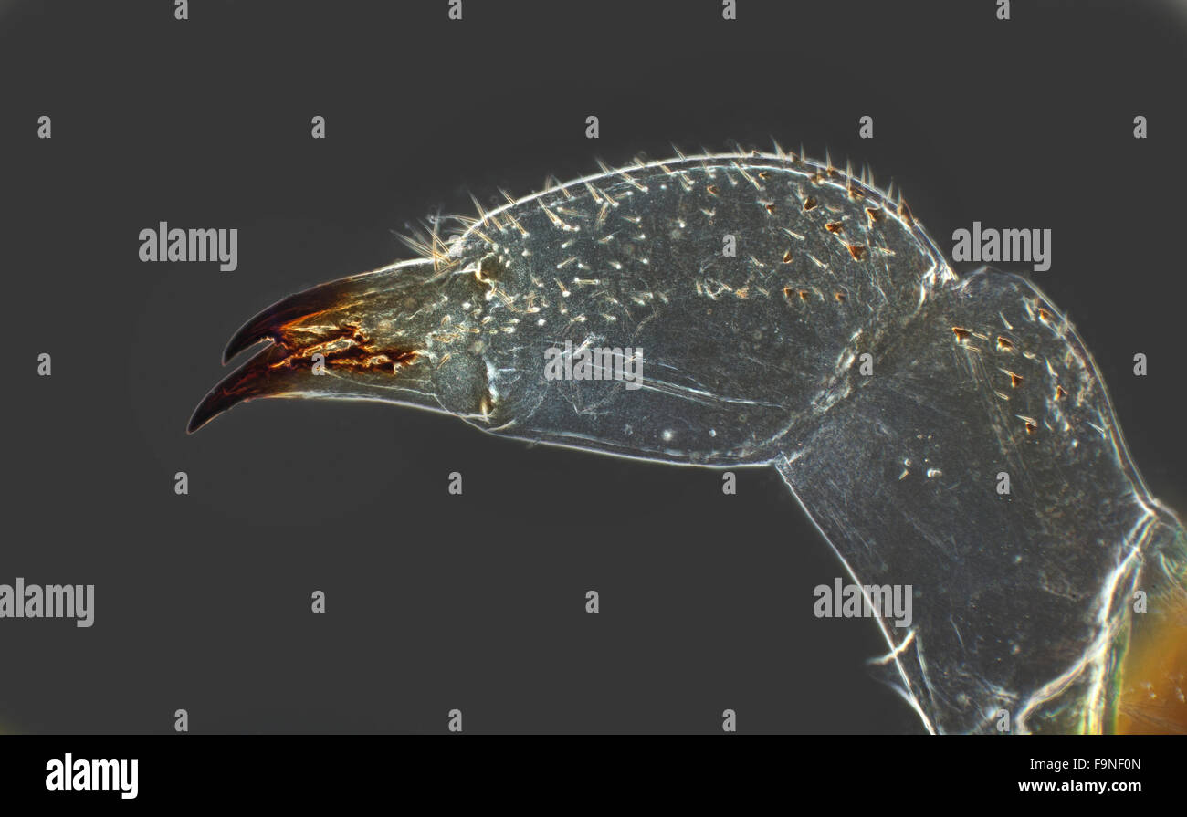 Darkfield photomicrograph of Harvestman, Mitopus morio male chelicera ...