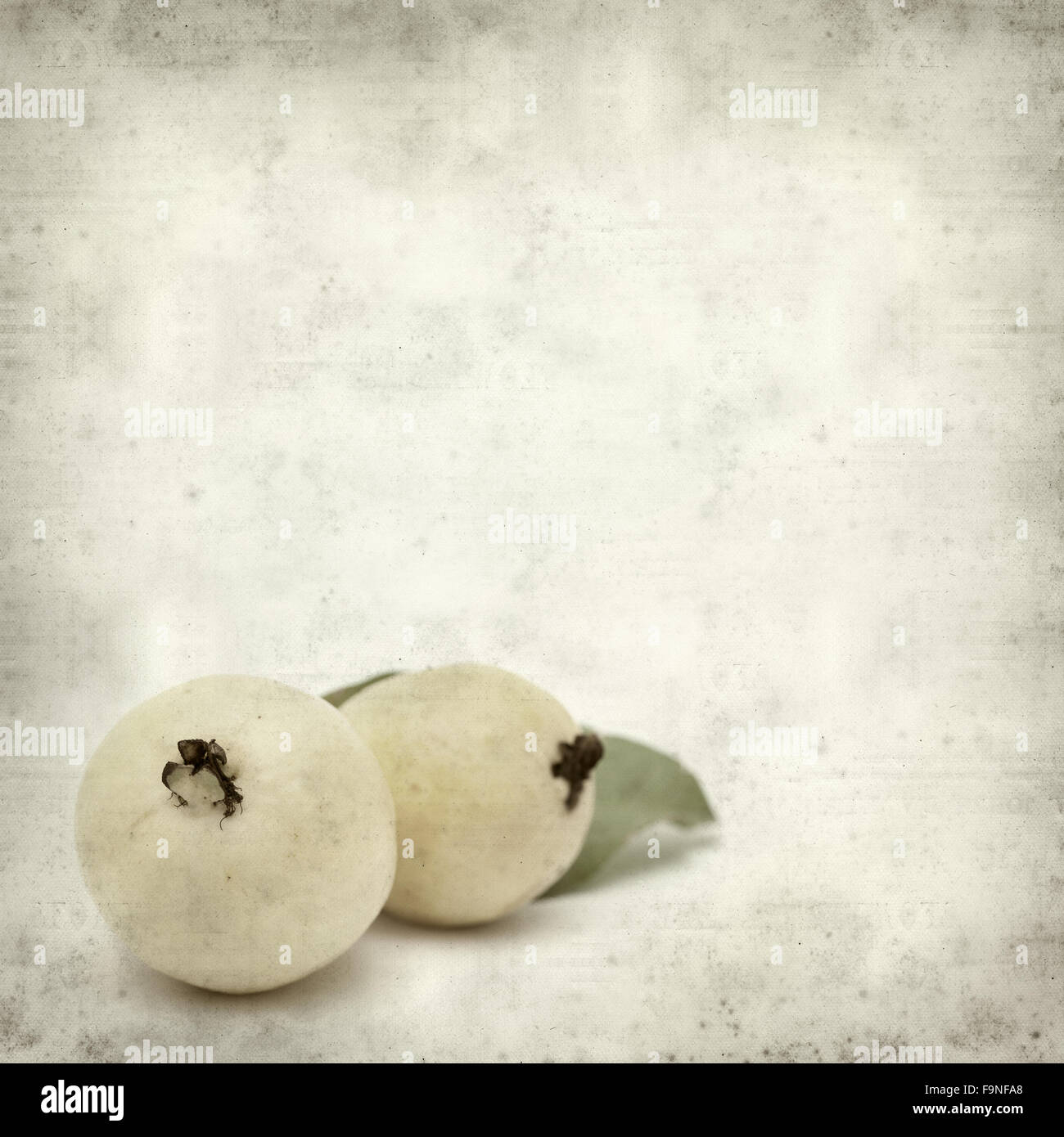 textured old paper background with white guava fruit Stock Photo - Alamy