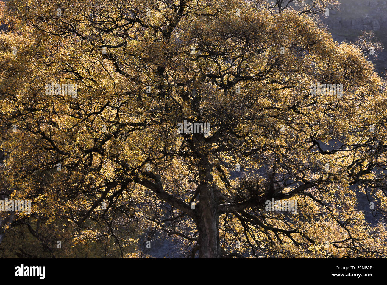 Beech tree in autumn foliage Stock Photo - Alamy