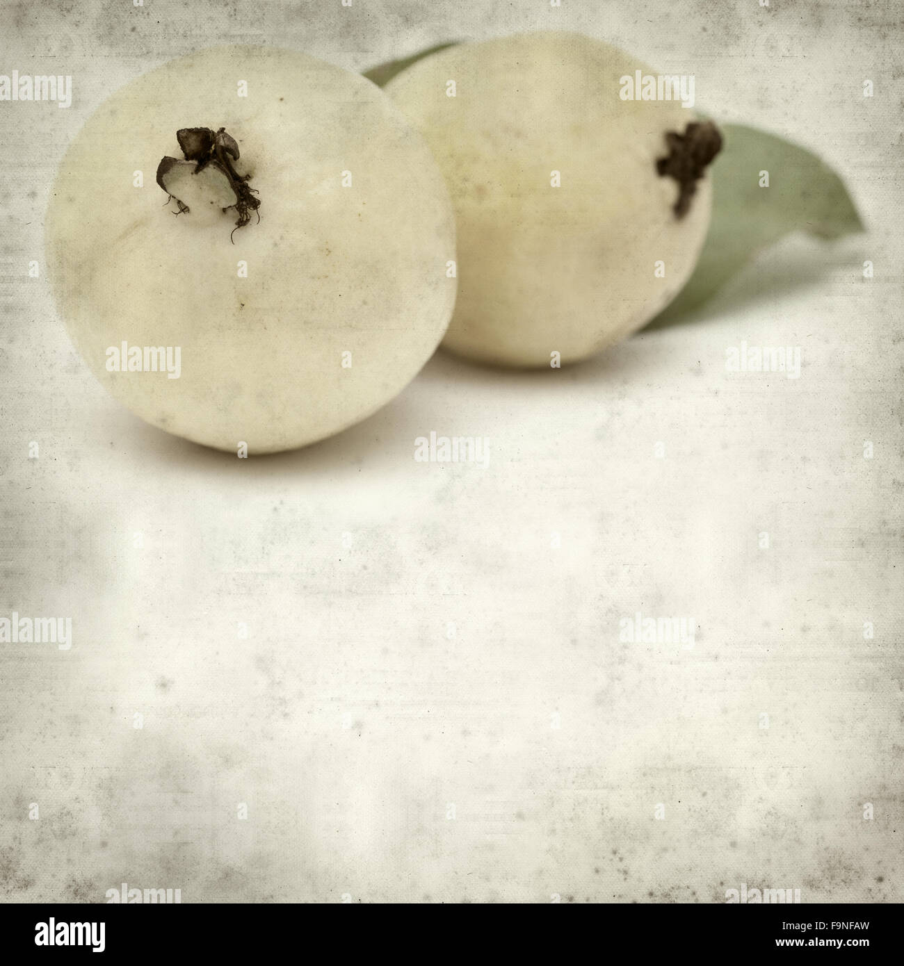 textured old paper background with white guava fruit Stock Photo - Alamy
