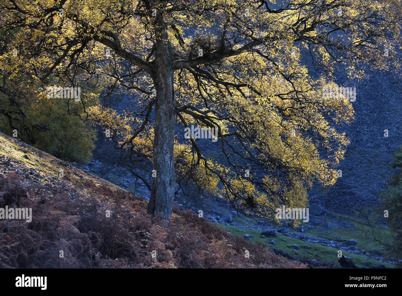 Beech tree in autumn foliage Stock Photo - Alamy