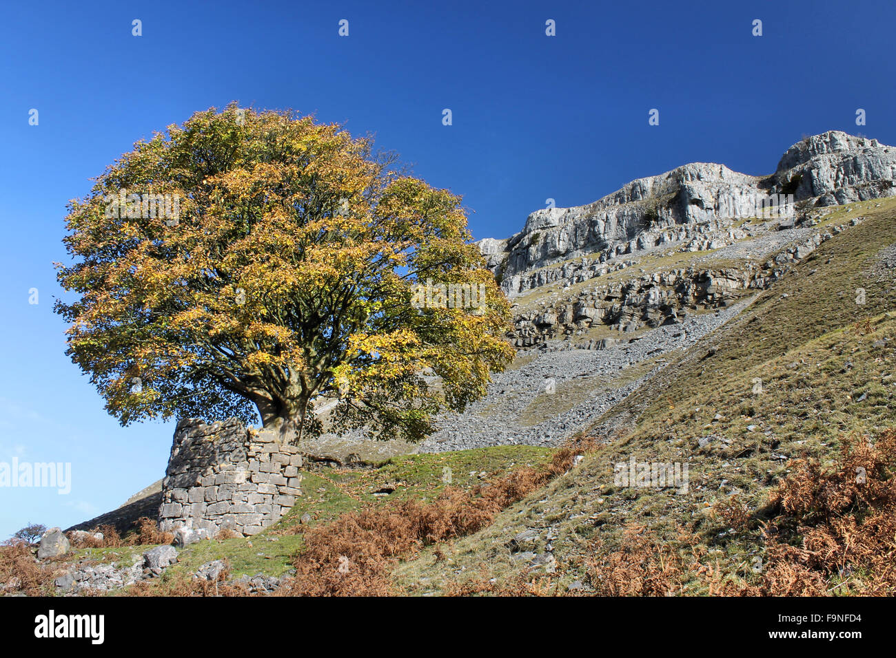 Autumn oak tree on Eglwyseg Mountain near Llangollen North Wales Stock ...