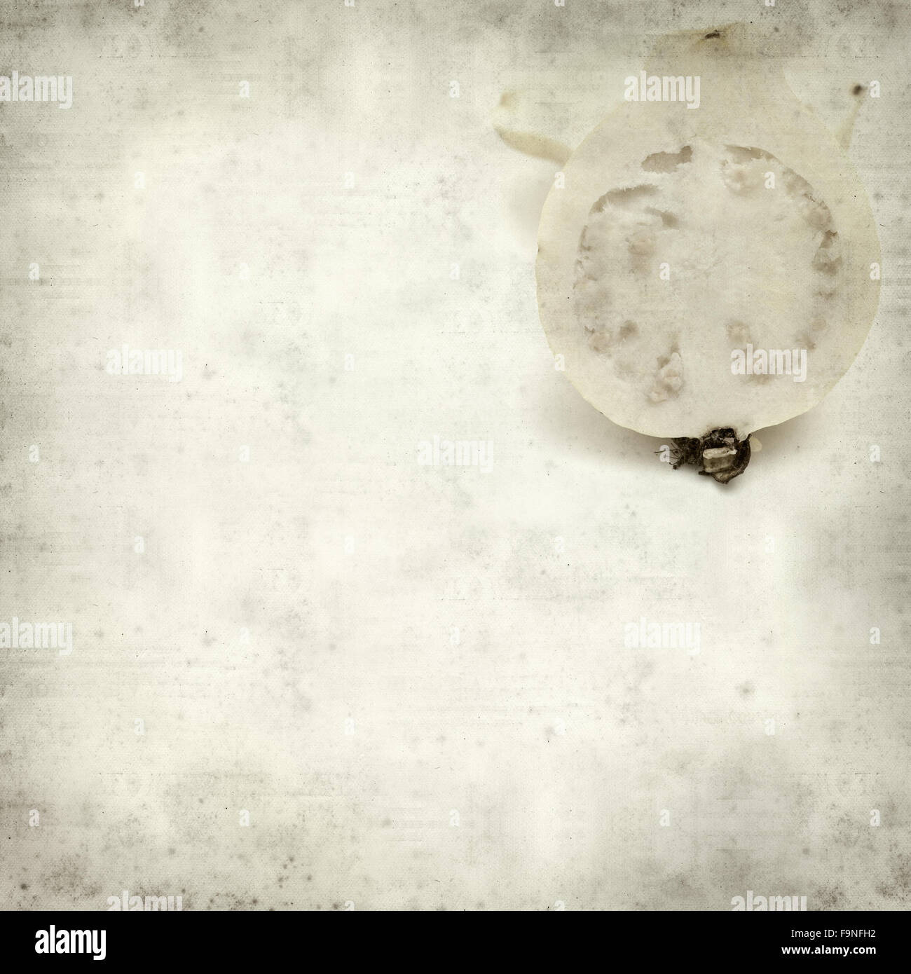 textured old paper background with white guava fruit Stock Photo - Alamy