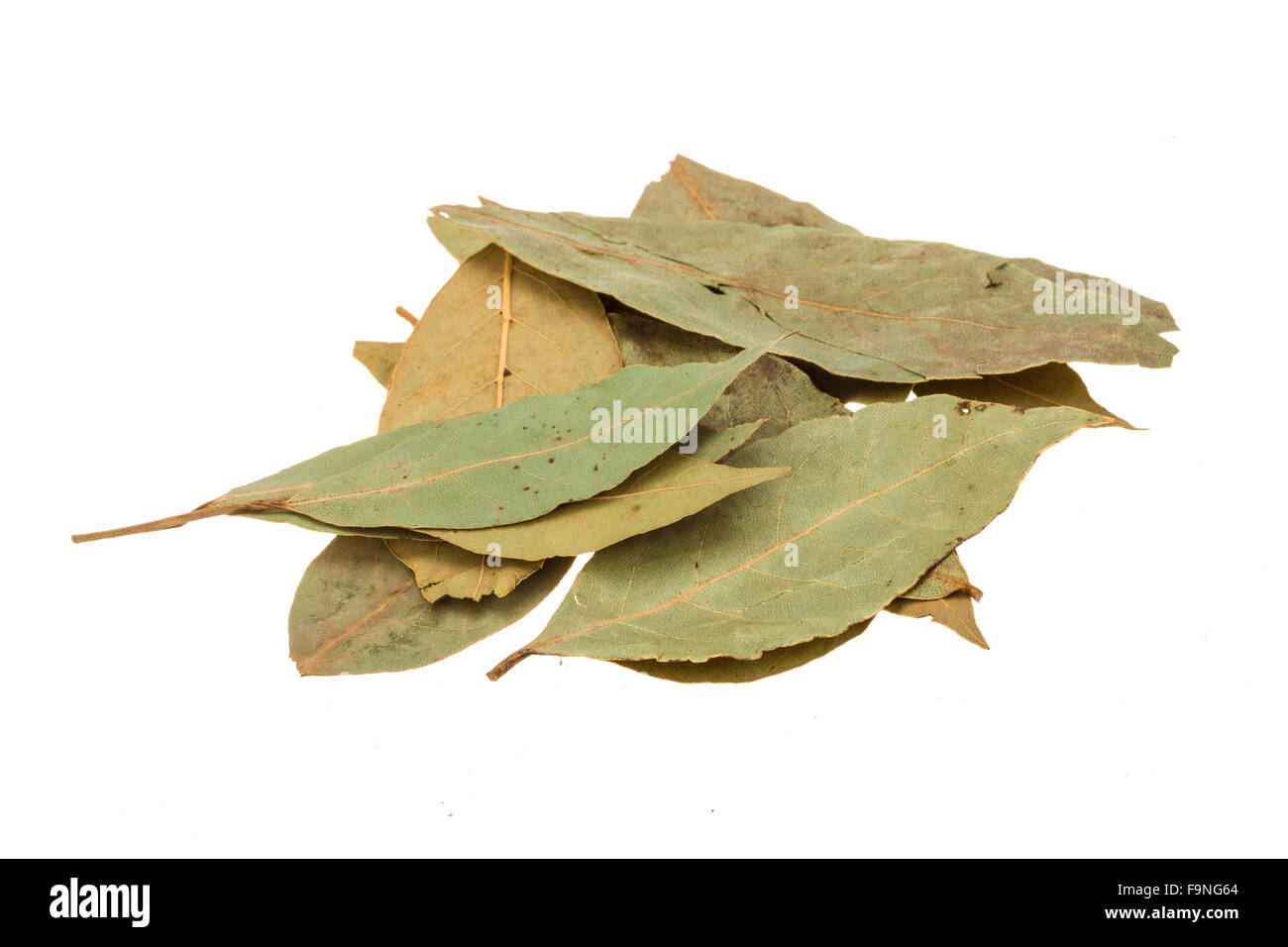 Laurel leaves isolated Stock Photo - Alamy