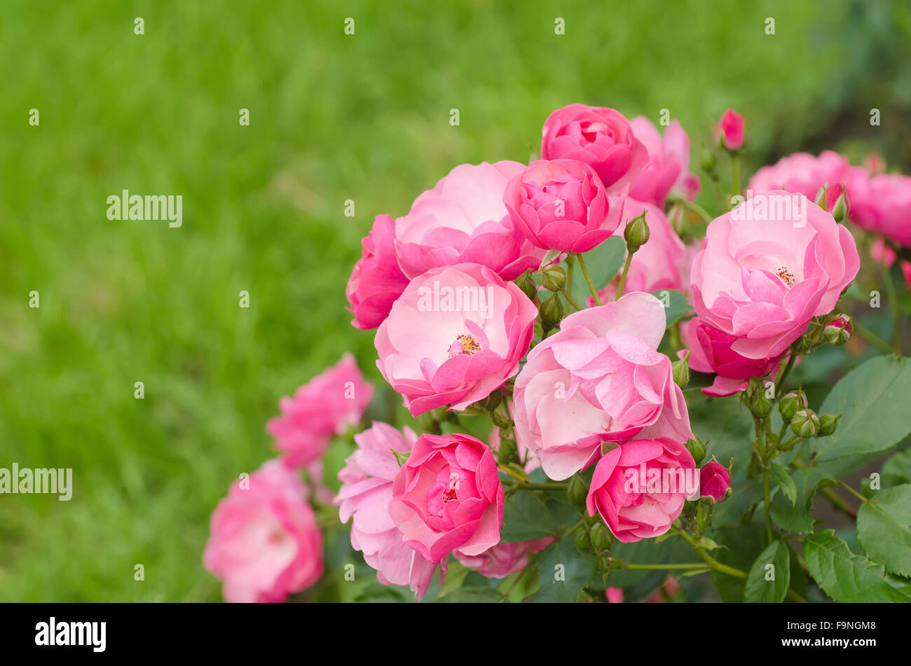 Pink rose flower Stock Photo - Alamy