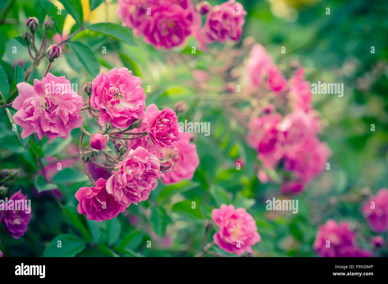 Vintage rose flower Stock Photo - Alamy