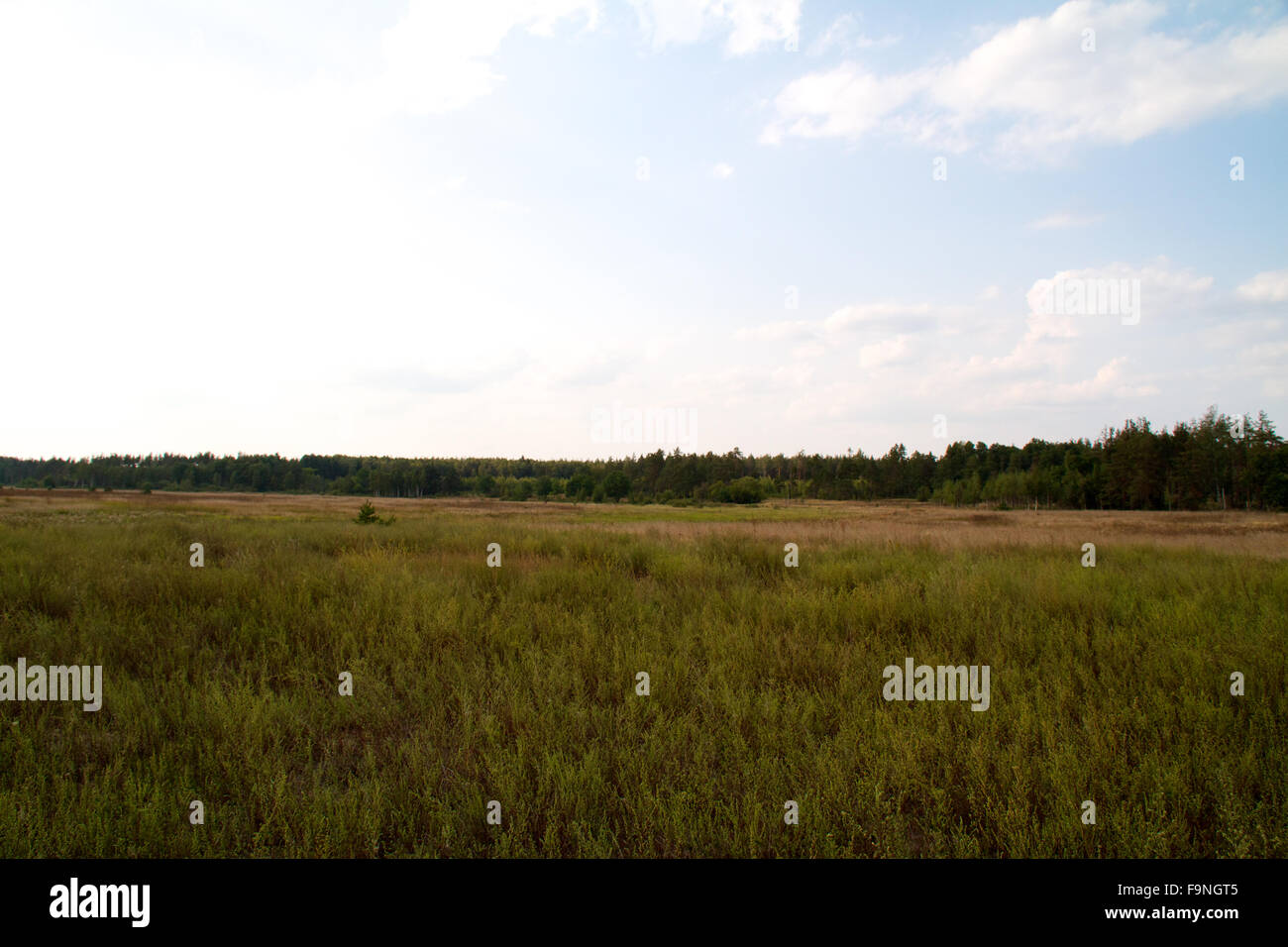 grass valley in forest during summer Stock Photo - Alamy