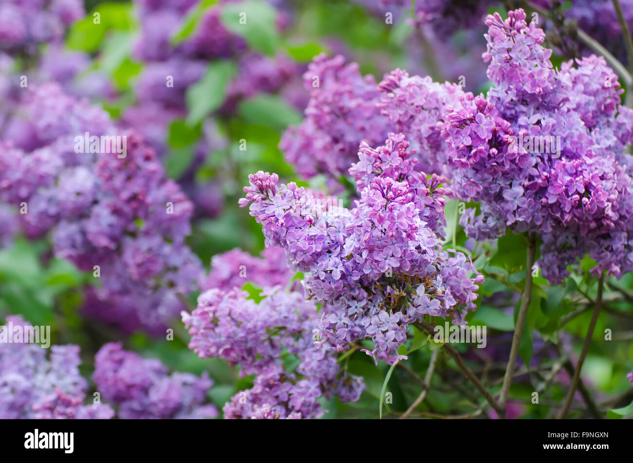 Spring lilac flowers Stock Photo - Alamy
