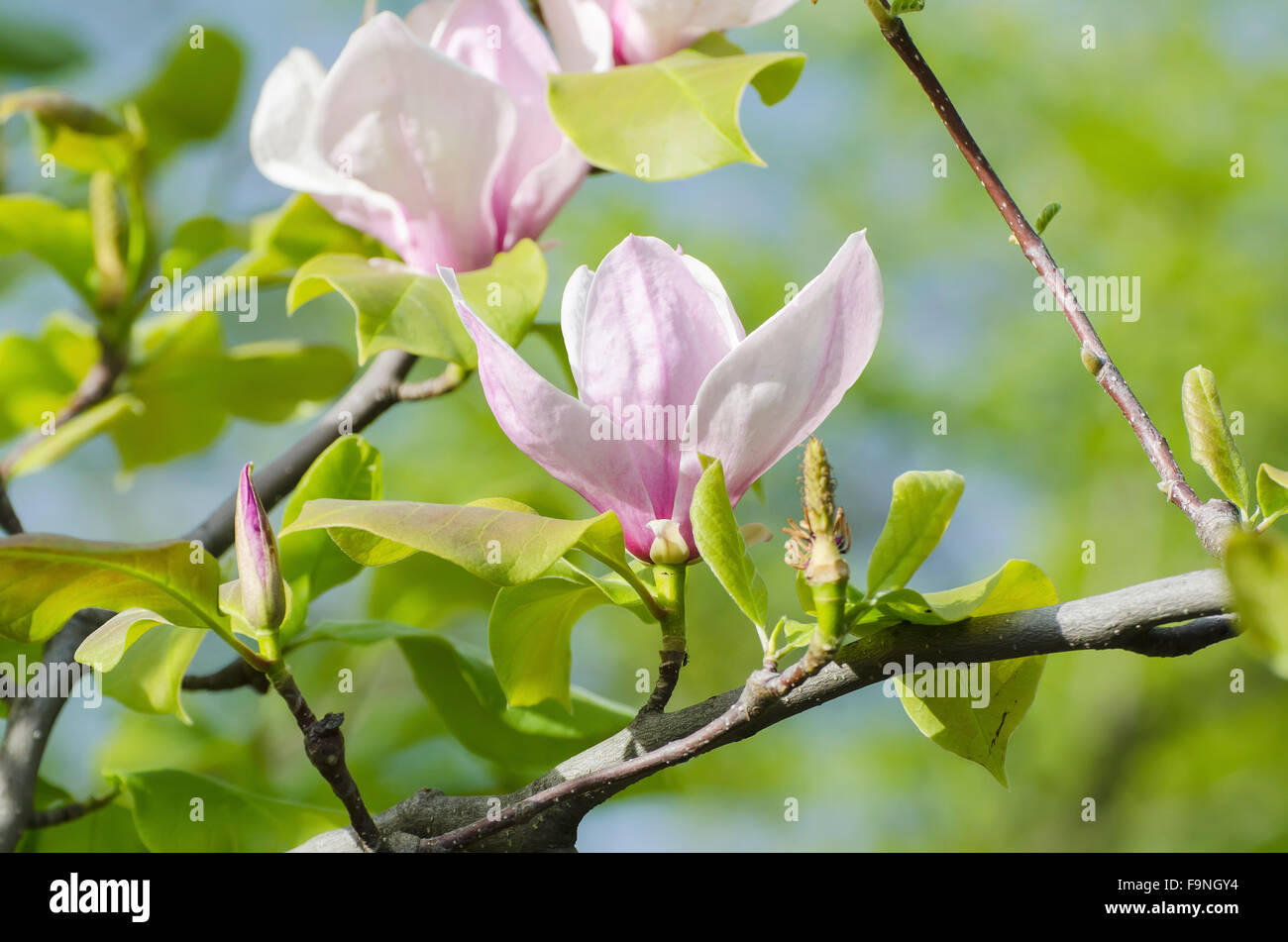 Magnolia spring flowers Stock Photo - Alamy