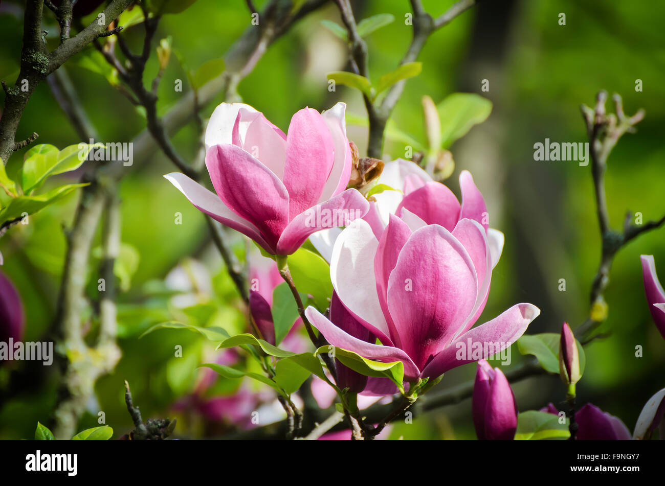 Magnolia spring flowers Stock Photo - Alamy