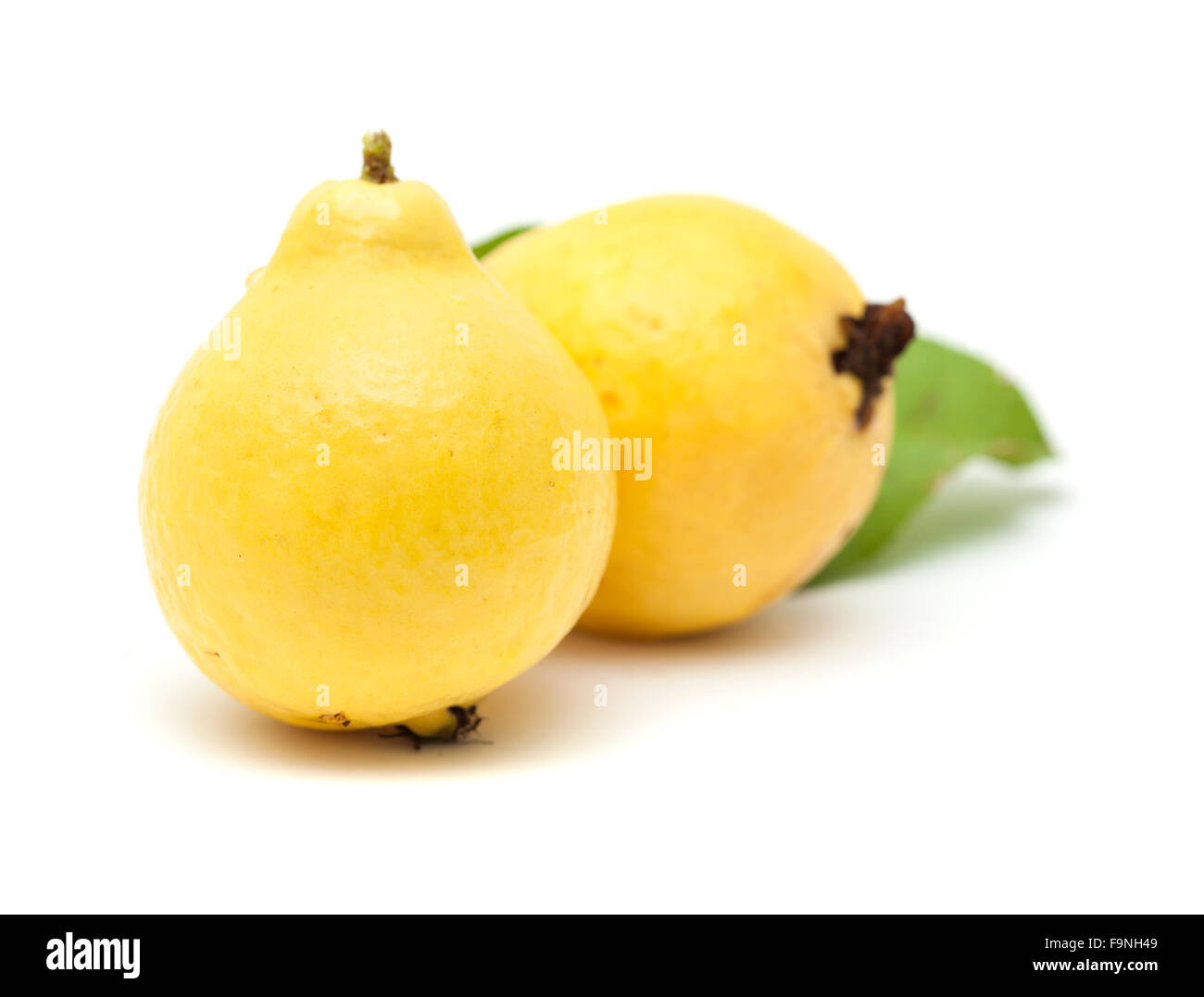 yellow, normally called white, guava fruit isolated on white background ...