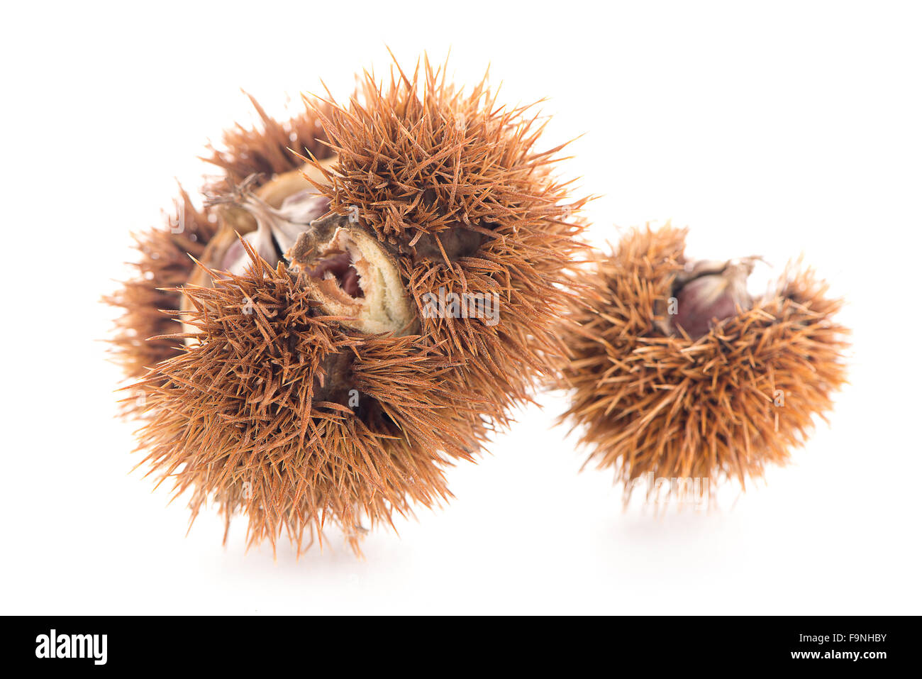 Chestnuts with shell isolated on white background Stock Photo - Alamy