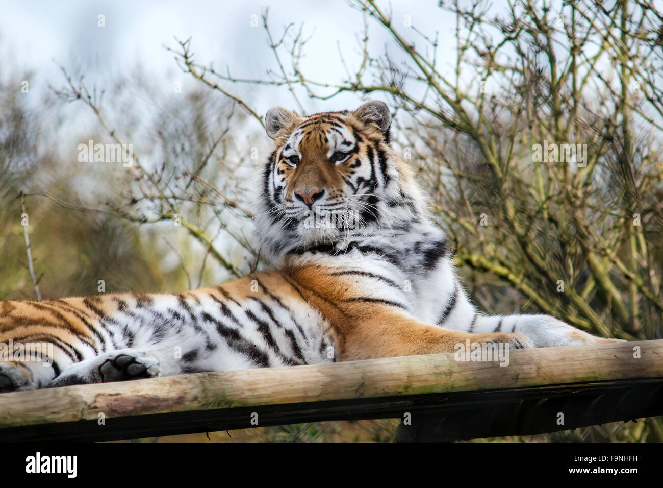 Tigers Howletts Zoo Stock Photo - Alamy