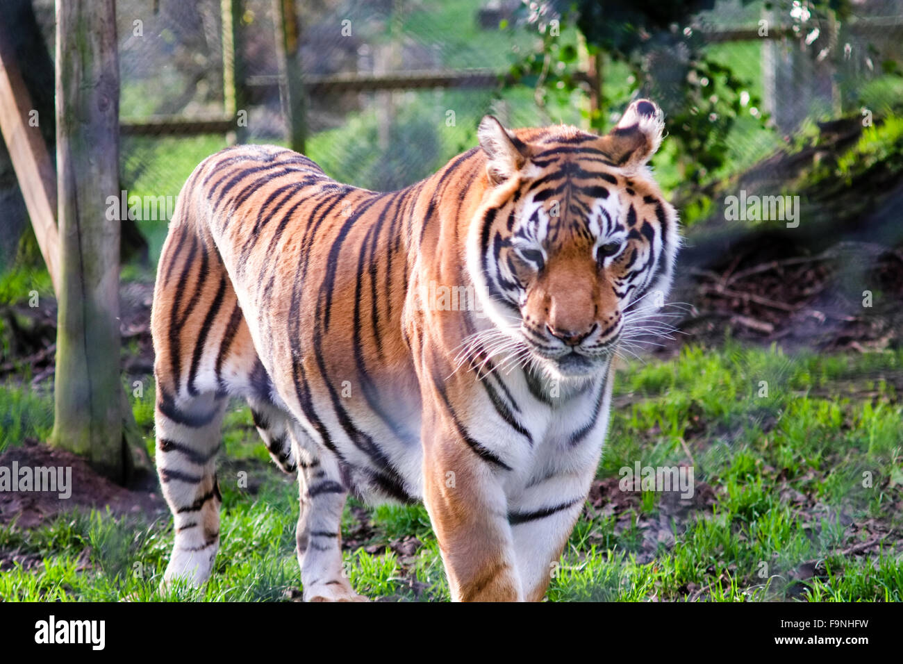 Tigers Howletts Zoo Stock Photo - Alamy