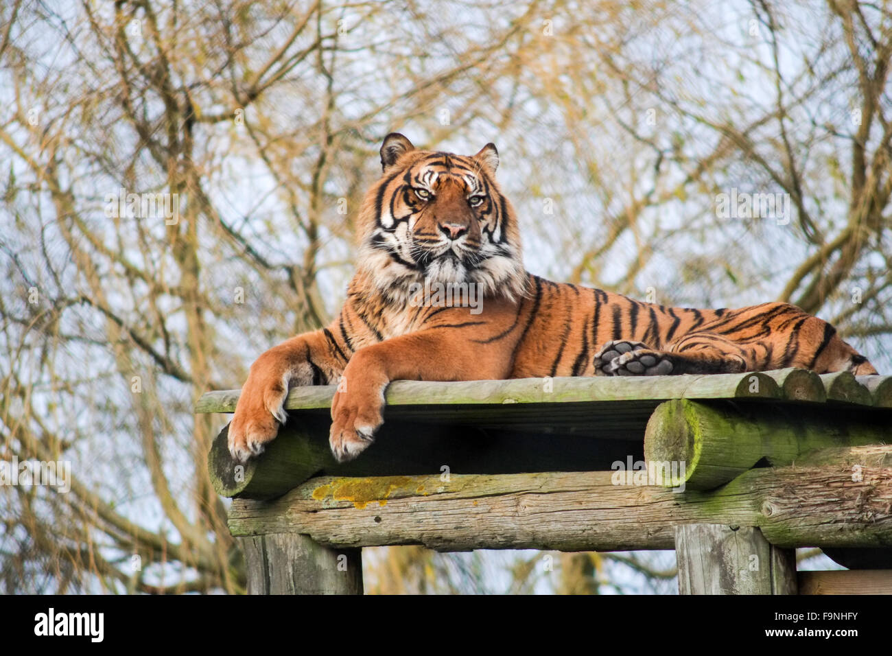 Tigers Howletts Zoo Stock Photo - Alamy