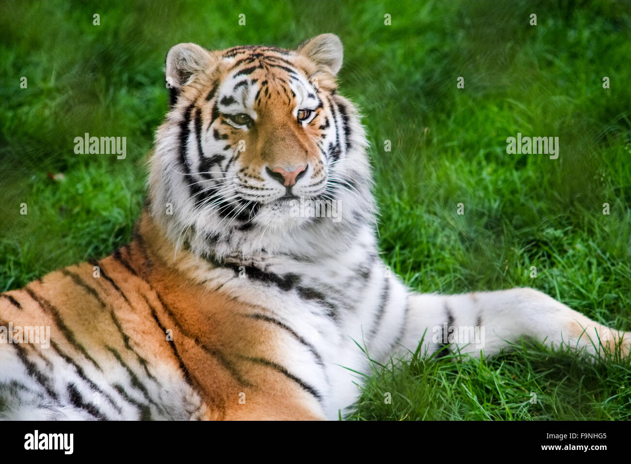 Tigers Howletts Zoo Stock Photo - Alamy