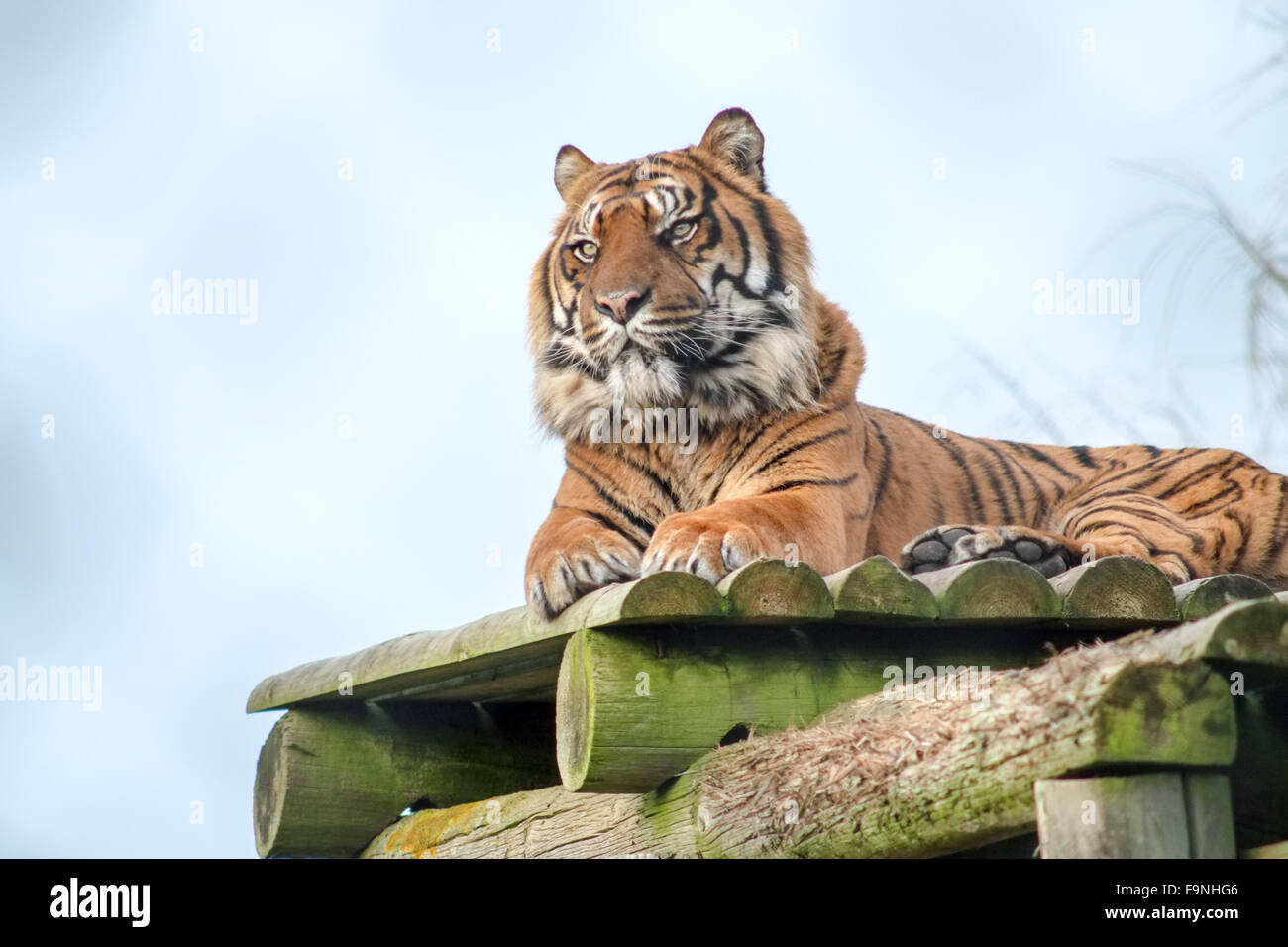 Tigers Howletts Zoo Stock Photo - Alamy
