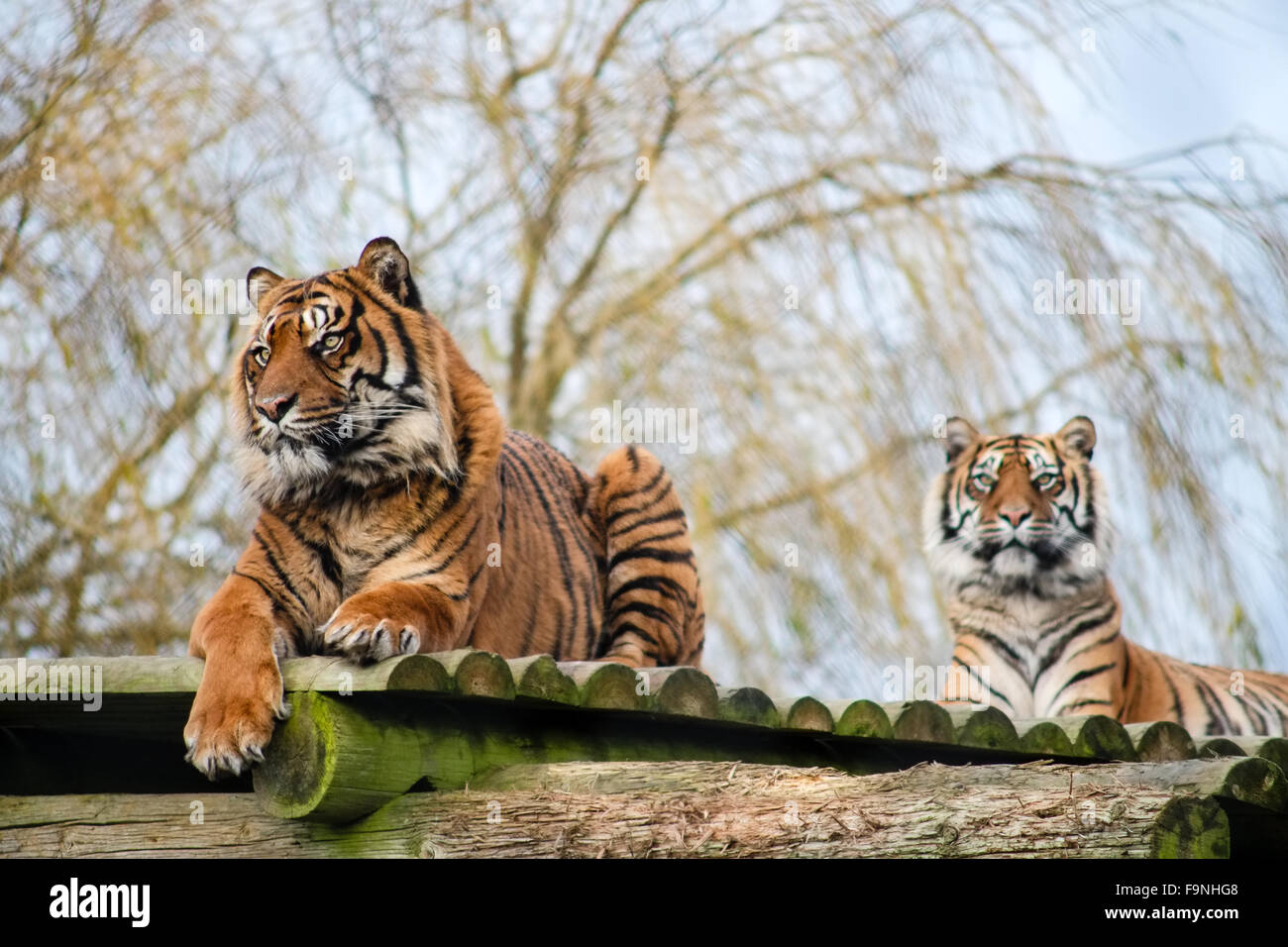 Howletts High Resolution Stock Photography and Images - Alamy