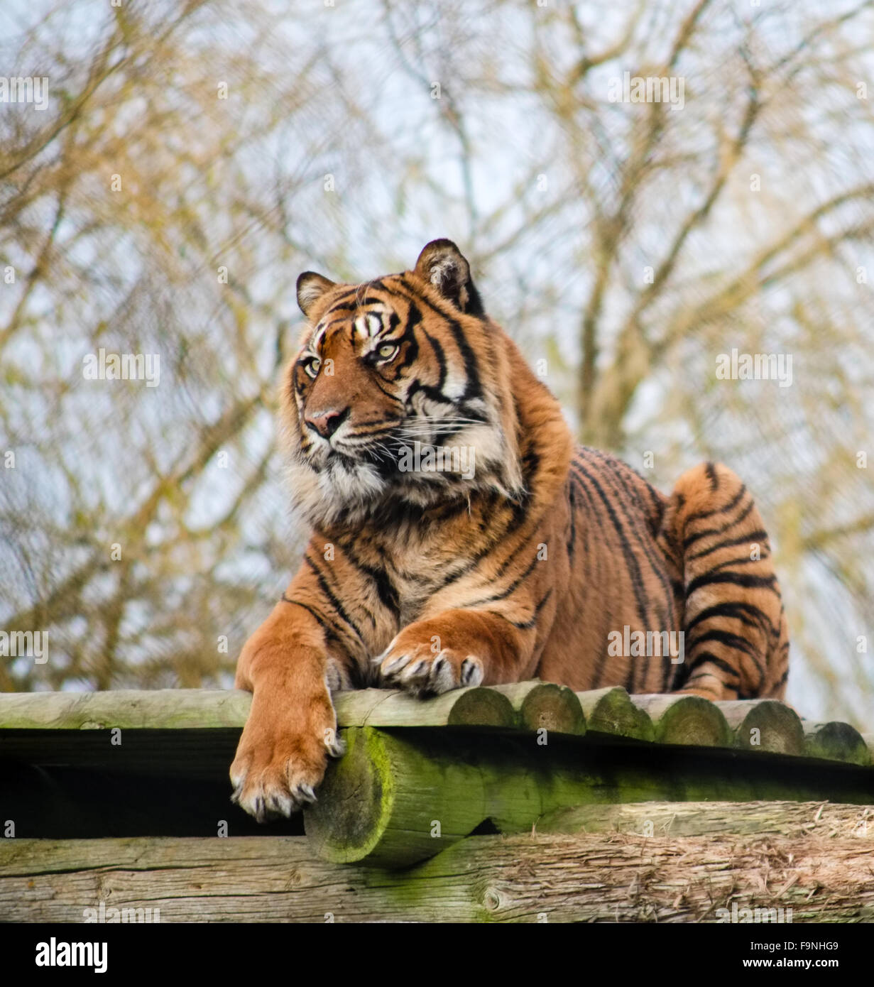 Tigers, Howletts Zoo Stock Photo - Alamy