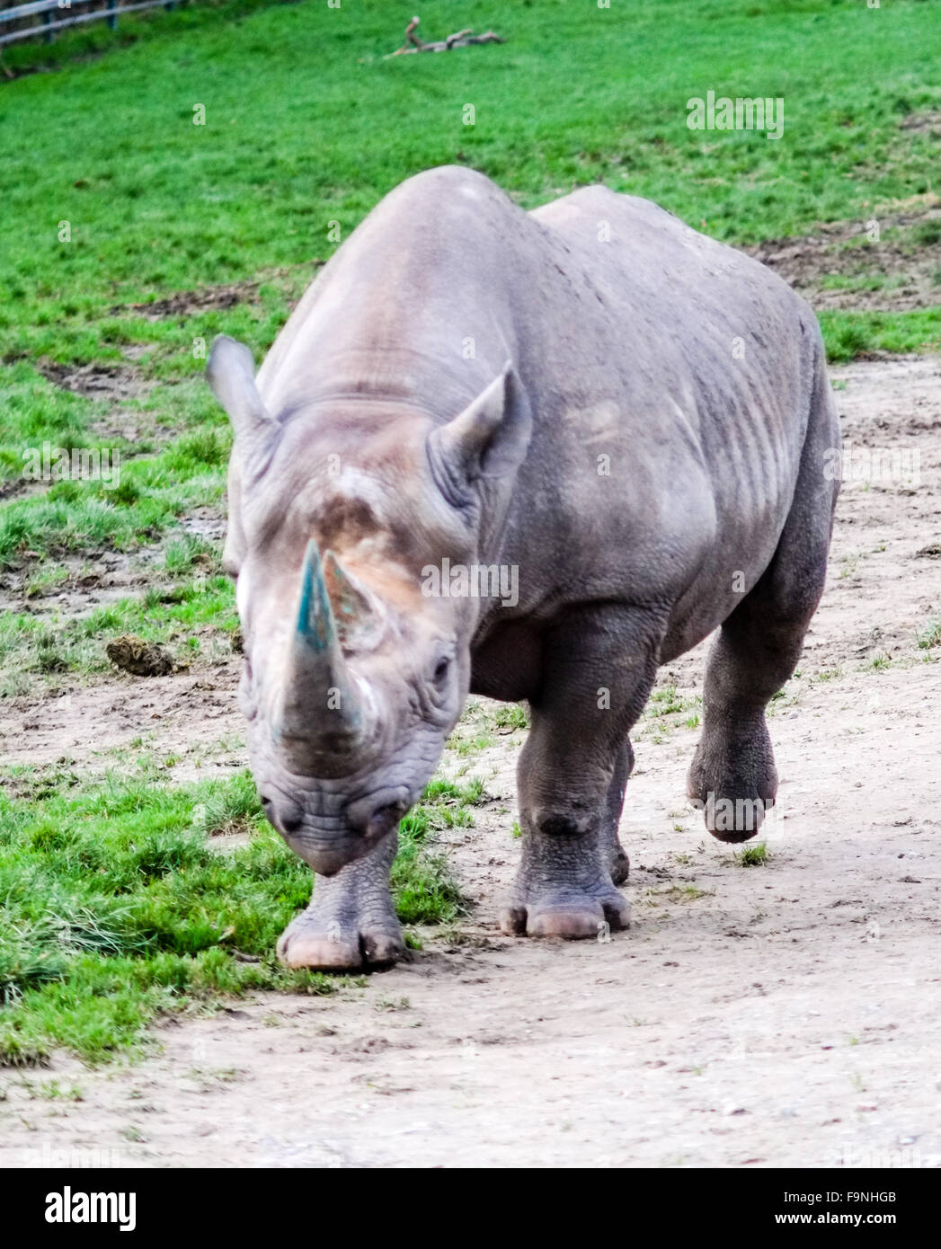 Black Rhino, Howletts Zoo Stock Photo - Alamy