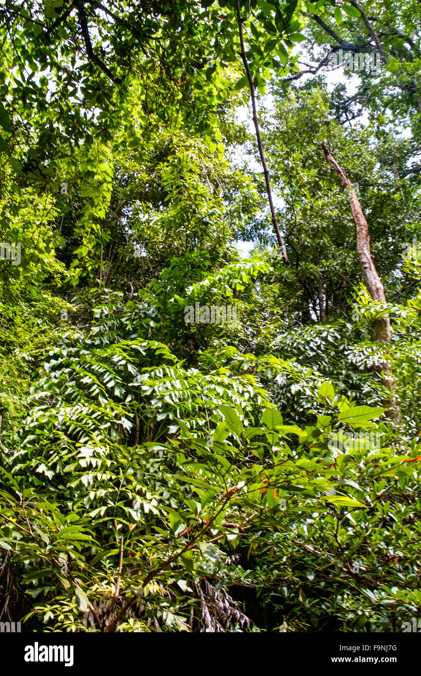 Beautiful rain forest Stock Photo - Alamy