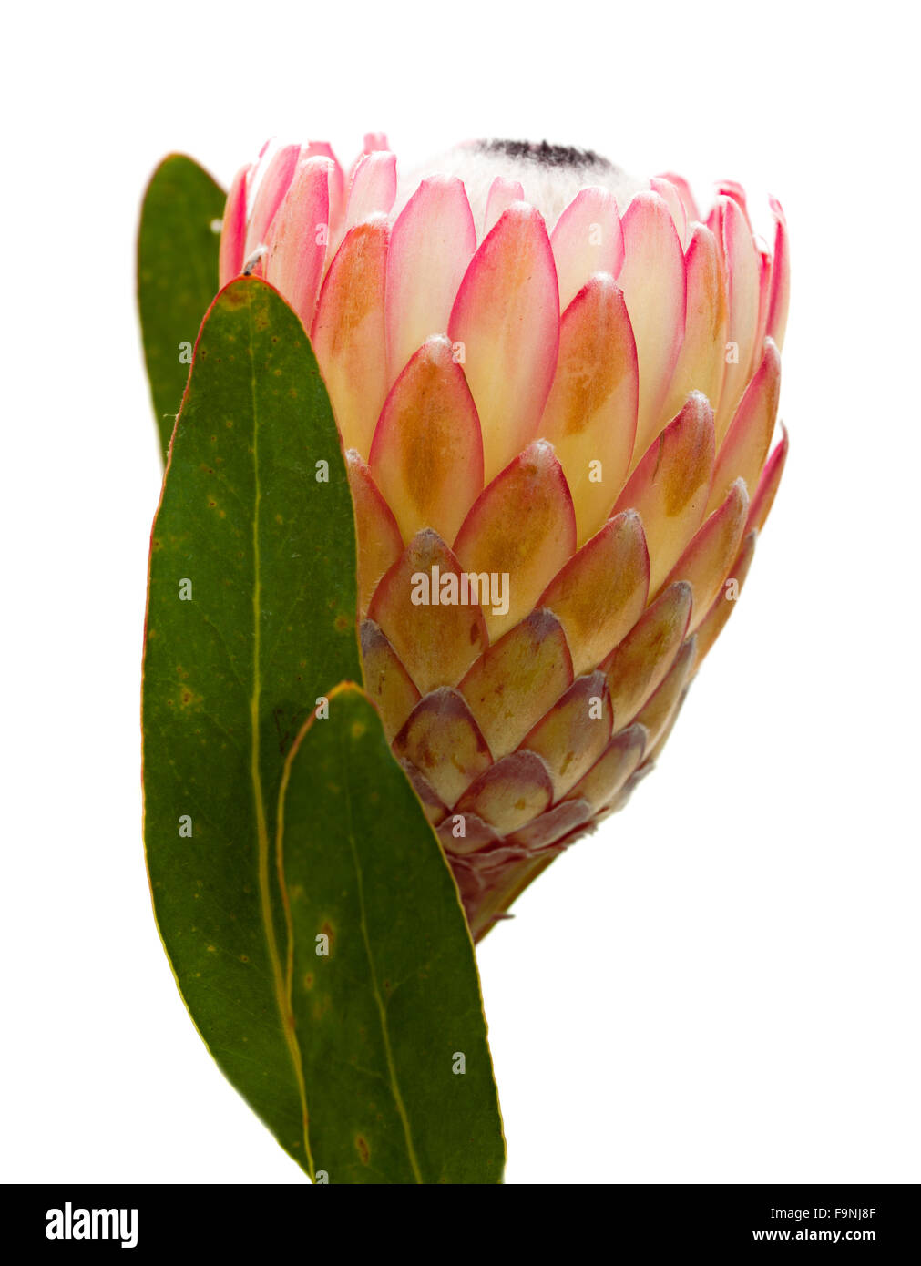 Pink protea flower isolated on white background Stock Photo - Alamy