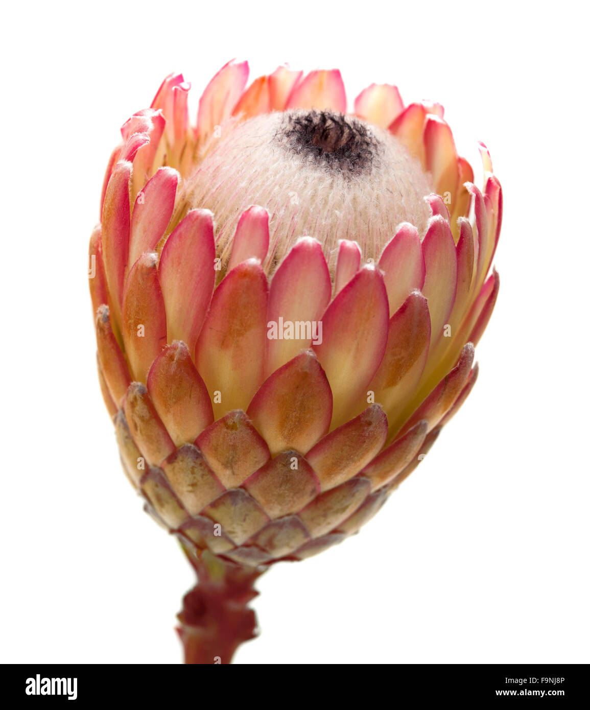Pink protea flower isolated on white background Stock Photo - Alamy