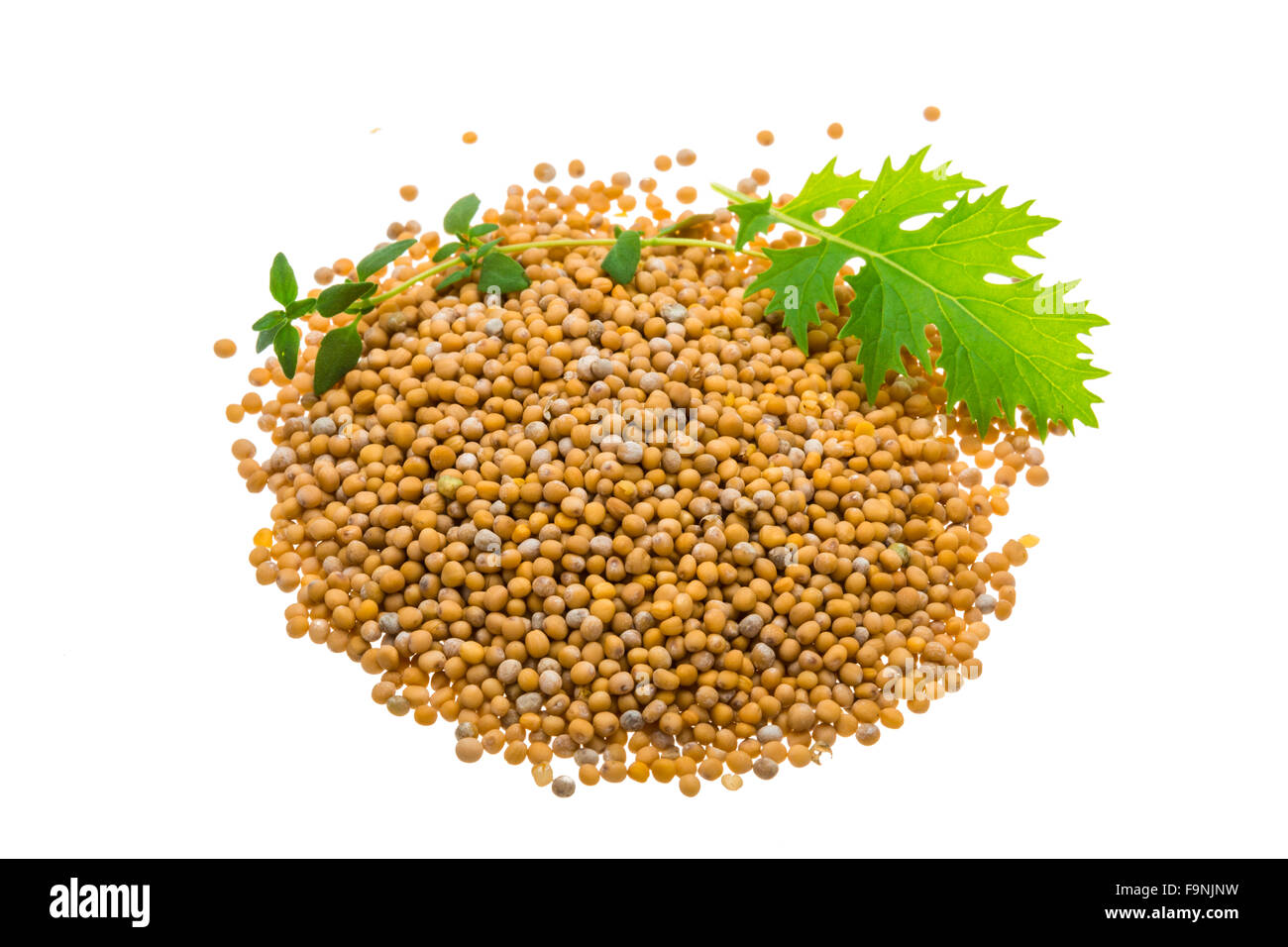 Indian mustard plant Cut Out Stock Images & Pictures - Alamy