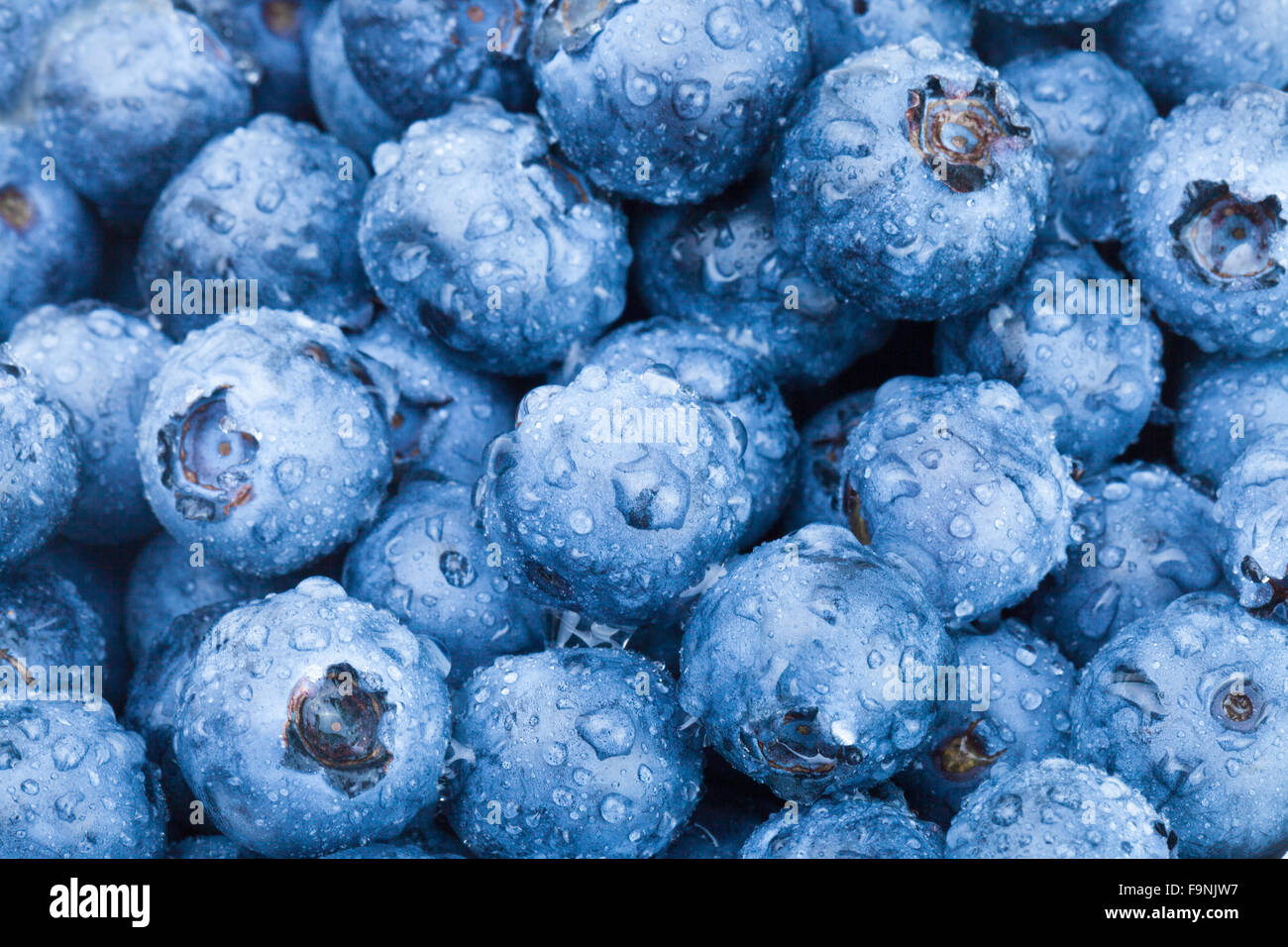 Bunch of freshly picked blueberries - close up studio shot Stock Photo ...