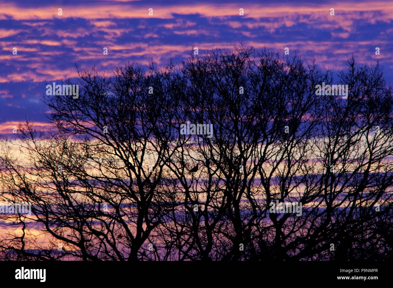 coloured sky and tree scene Stock Photo - Alamy