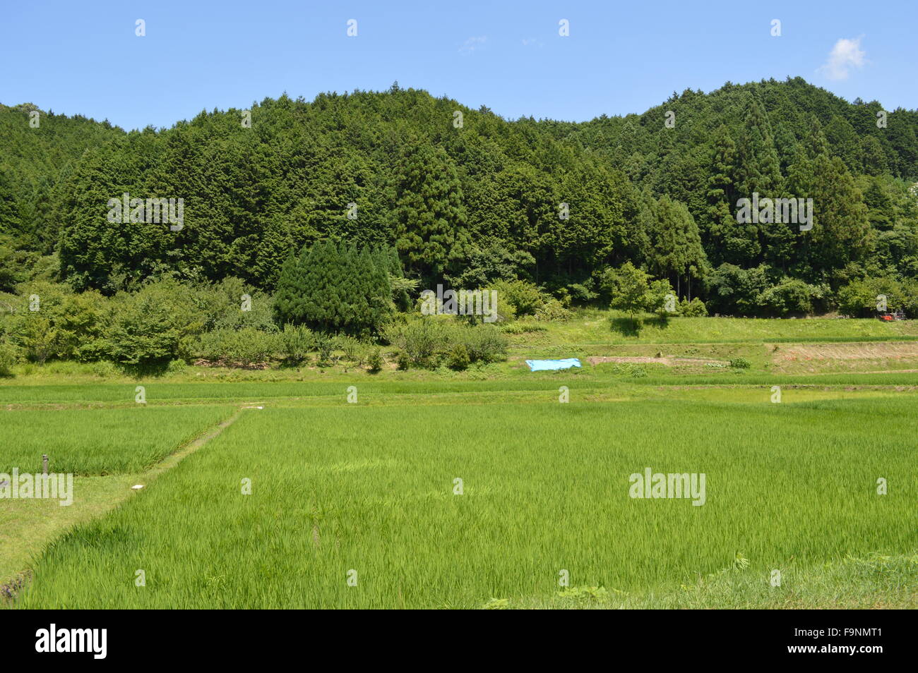 Green agriculture field in a hilly village of Japan Stock Photo - Alamy